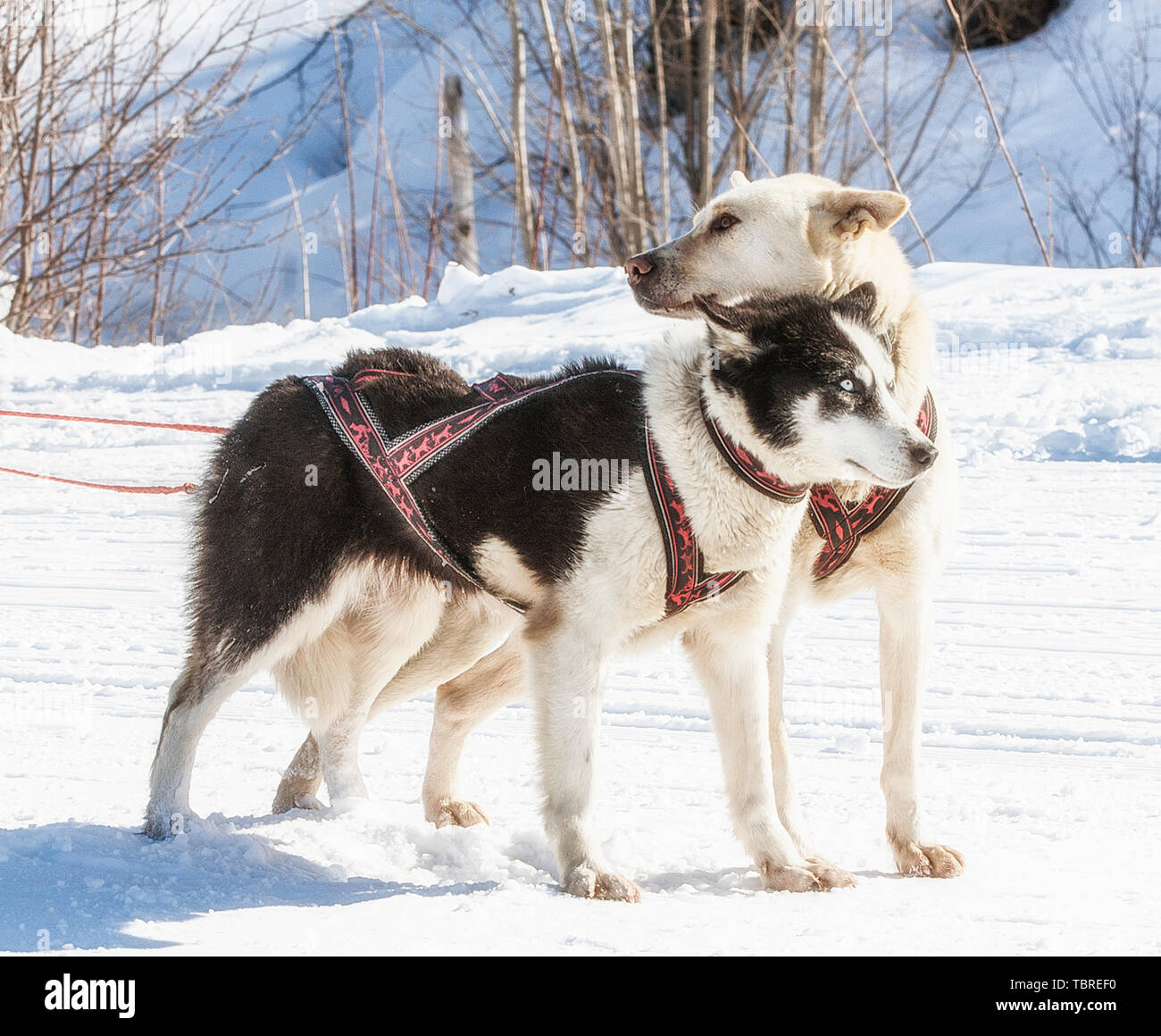 Siberian Husky in harness ready to start Stock Photo - Alamy