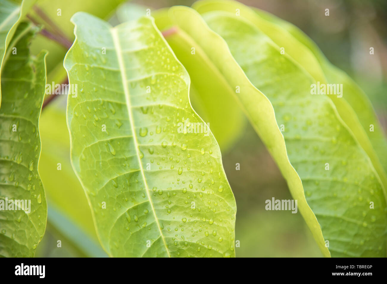 Photos of greenery after rain Stock Photo - Alamy
