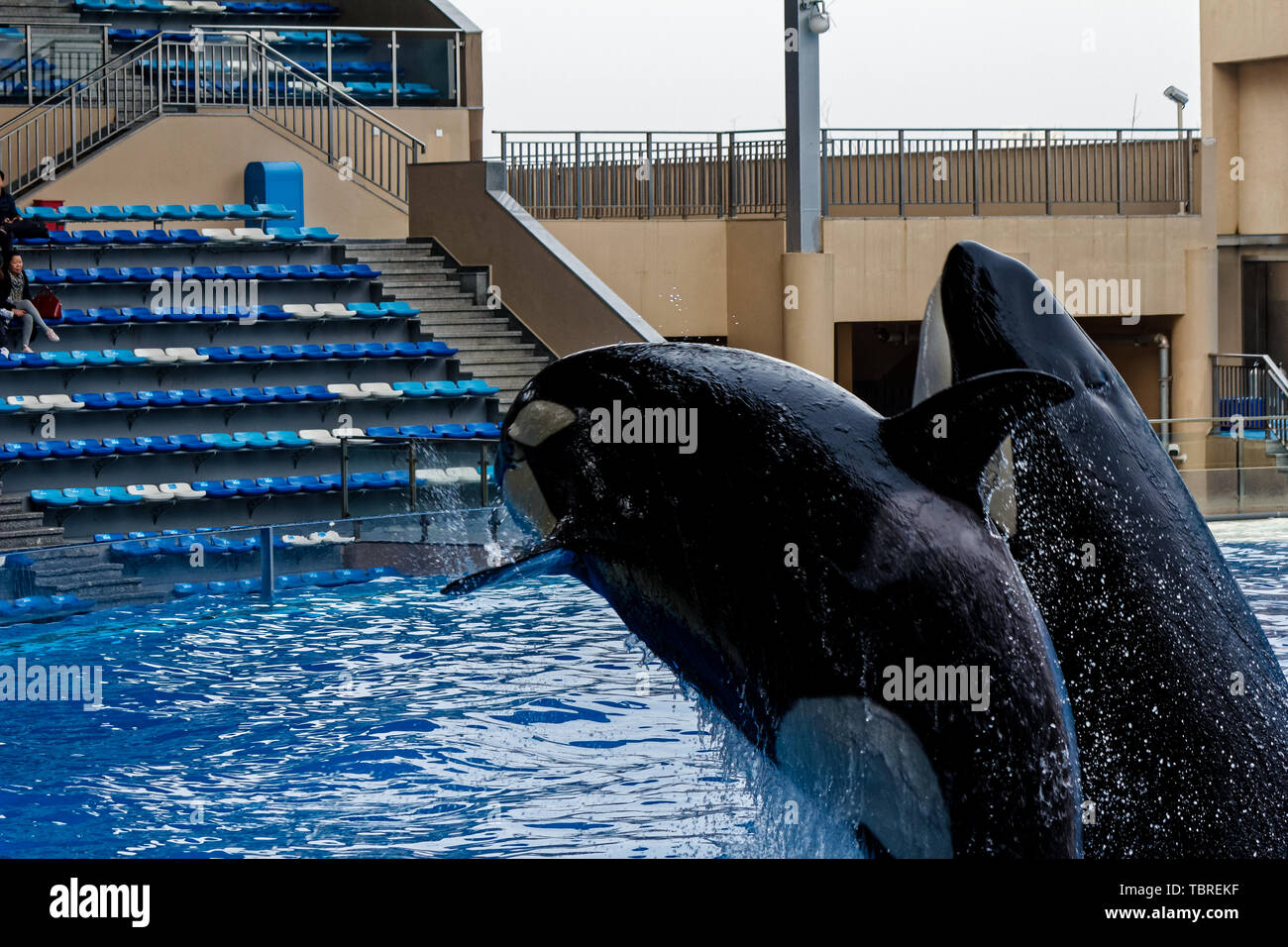Haichang Ocean Park orca performance in Shanghai Stock Photo - Alamy