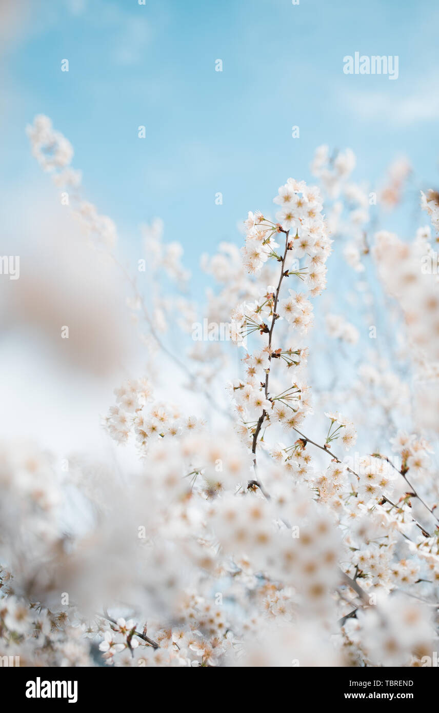 Chun sun hi-res stock photography and images - Alamy