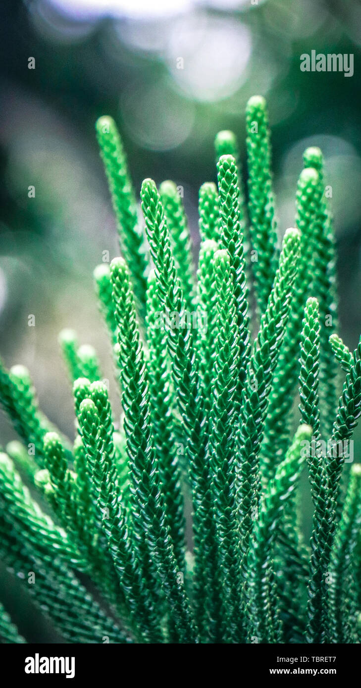 Cellphone wallpaper hi-res stock photography and images - Alamy