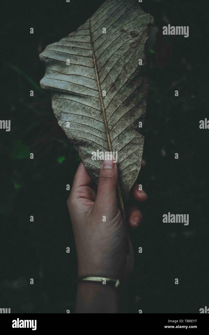 Nature leaves rain side close hi-res stock photography and images - Alamy