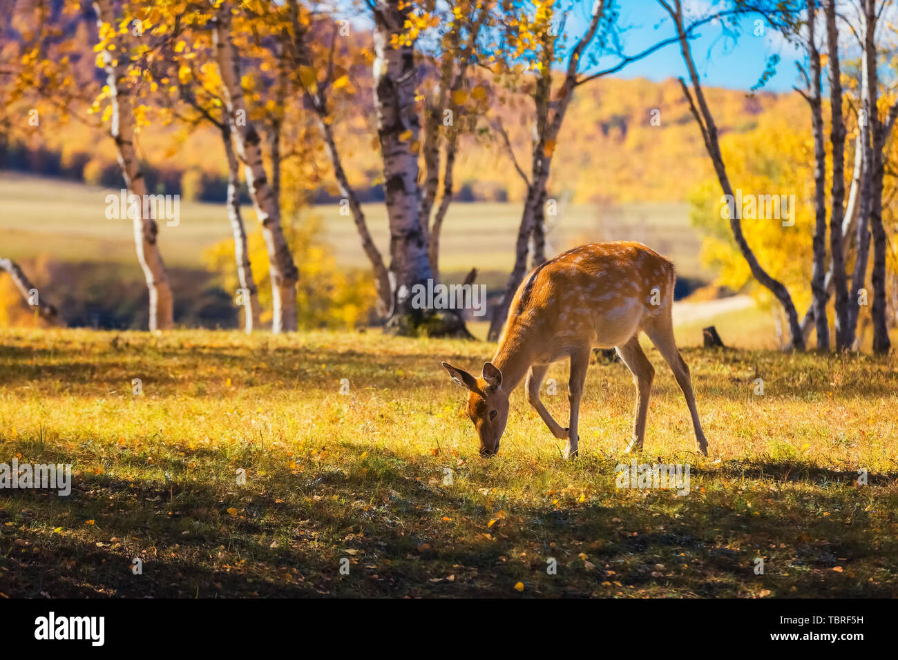 The sika deer in the birch forest Stock Photo - Alamy