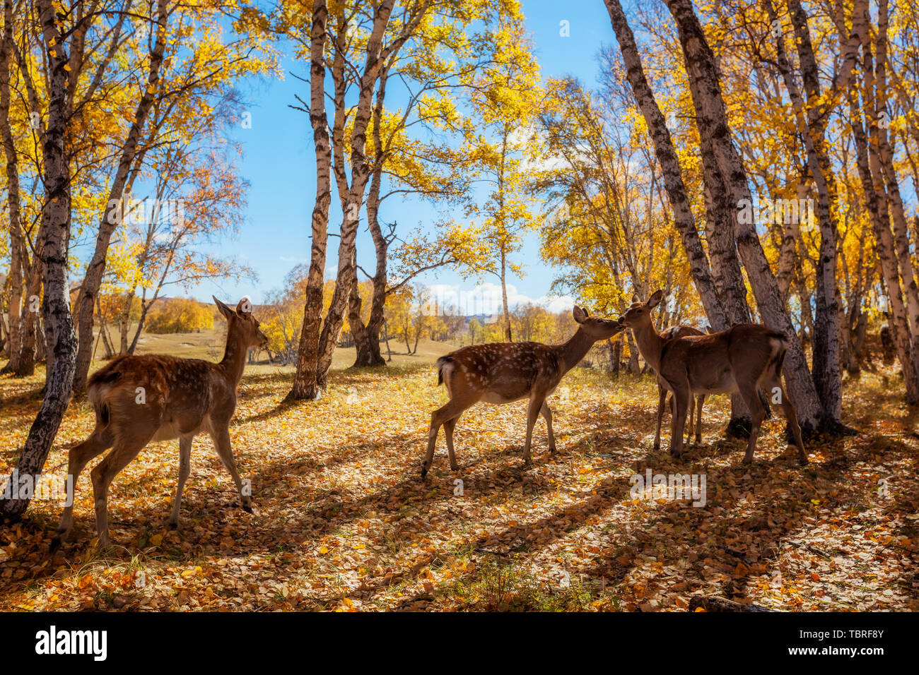 The sika deer in the birch forest Stock Photo - Alamy