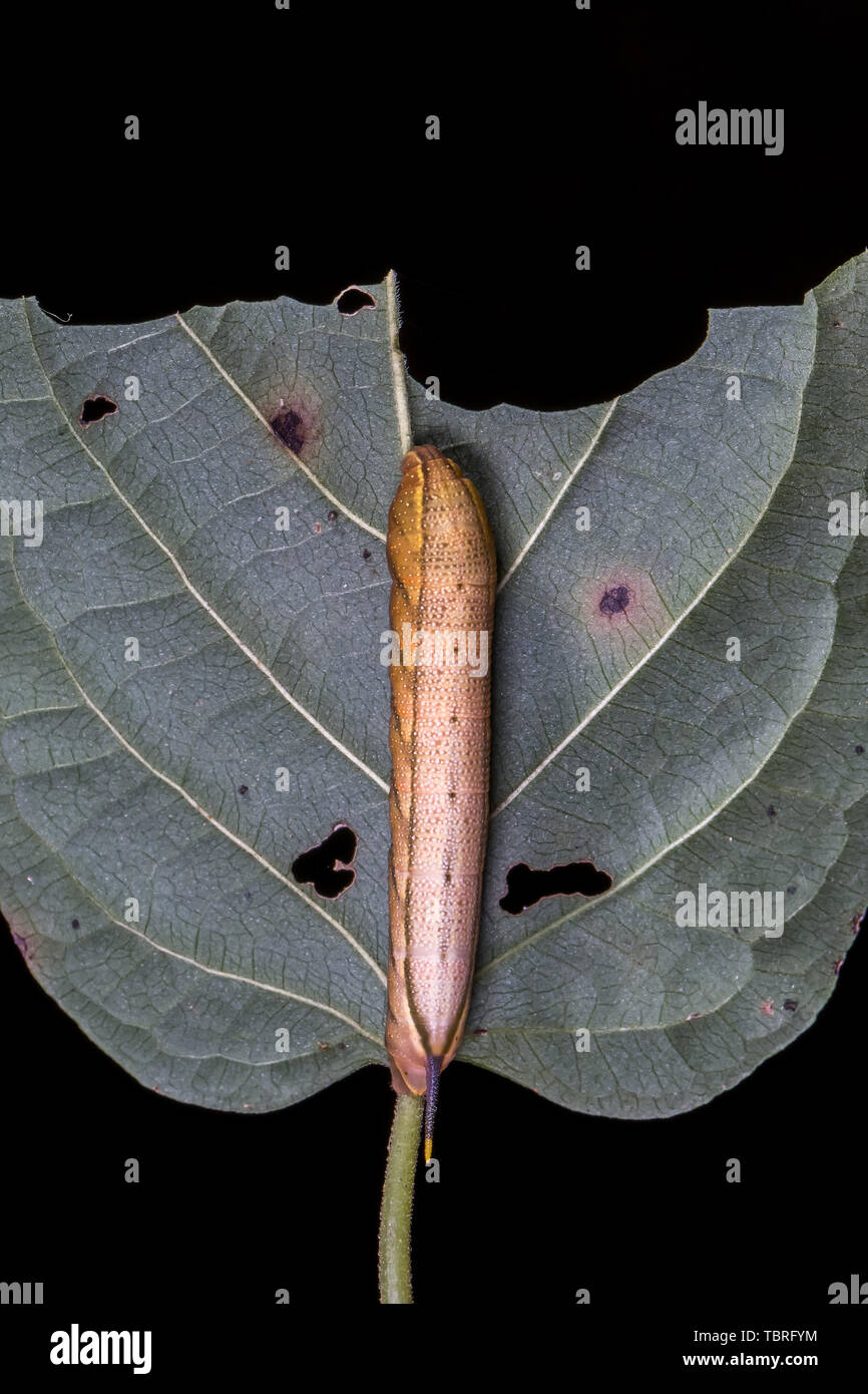 Larvae of various moths Stock Photo - Alamy