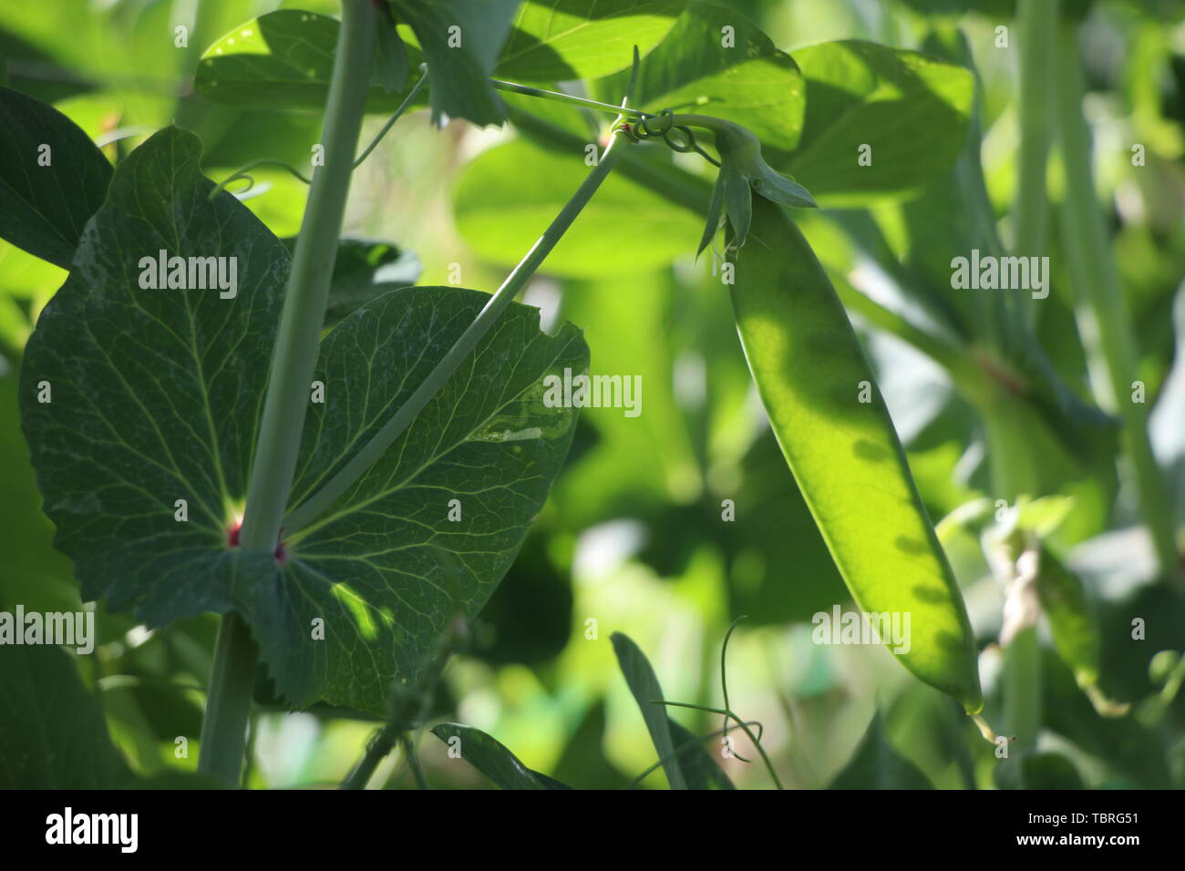 The green pea flower and the tip of the pea Stock Photo - Alamy