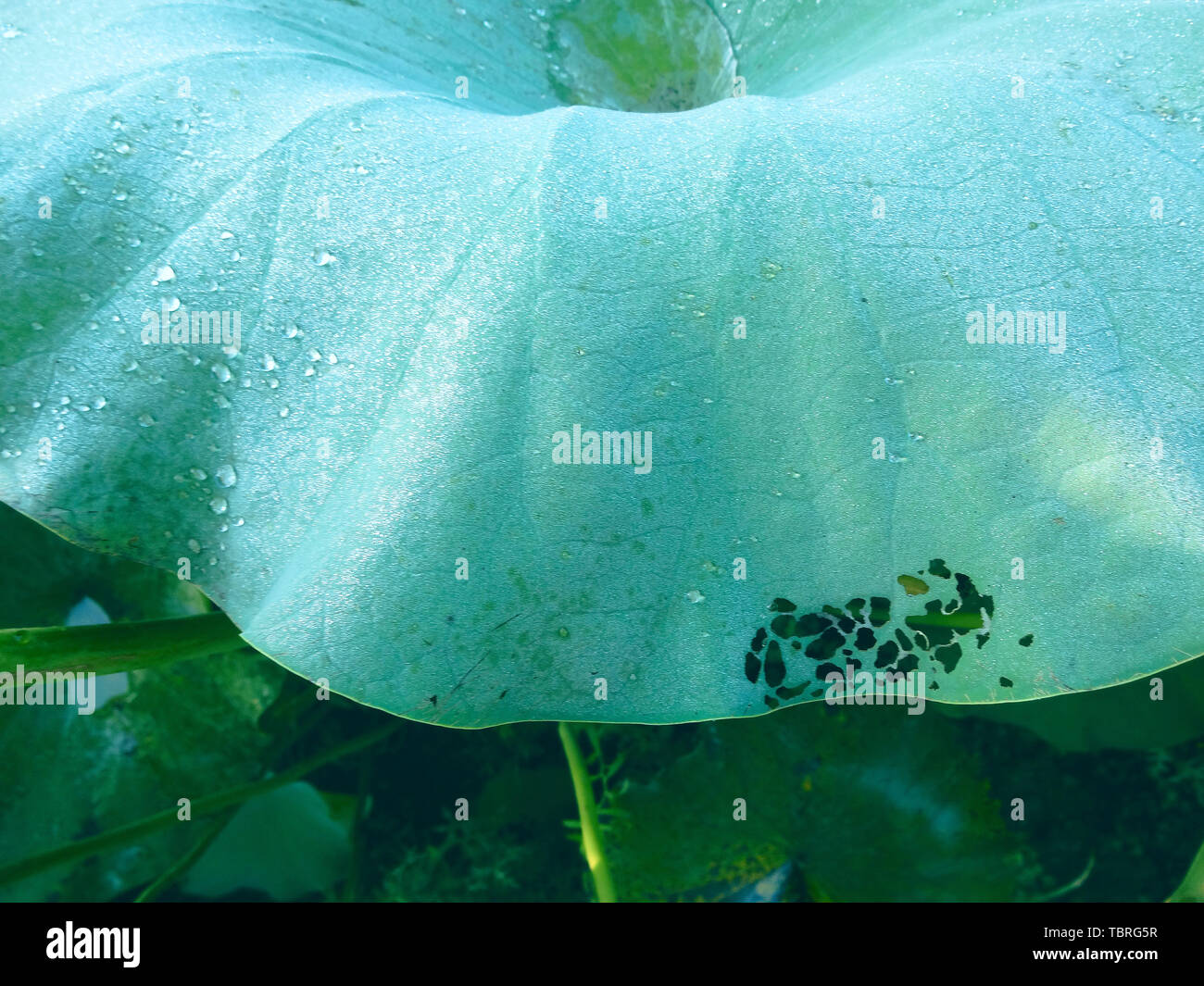 The dew and marks on the lotus leaves in the morning Stock Photo - Alamy