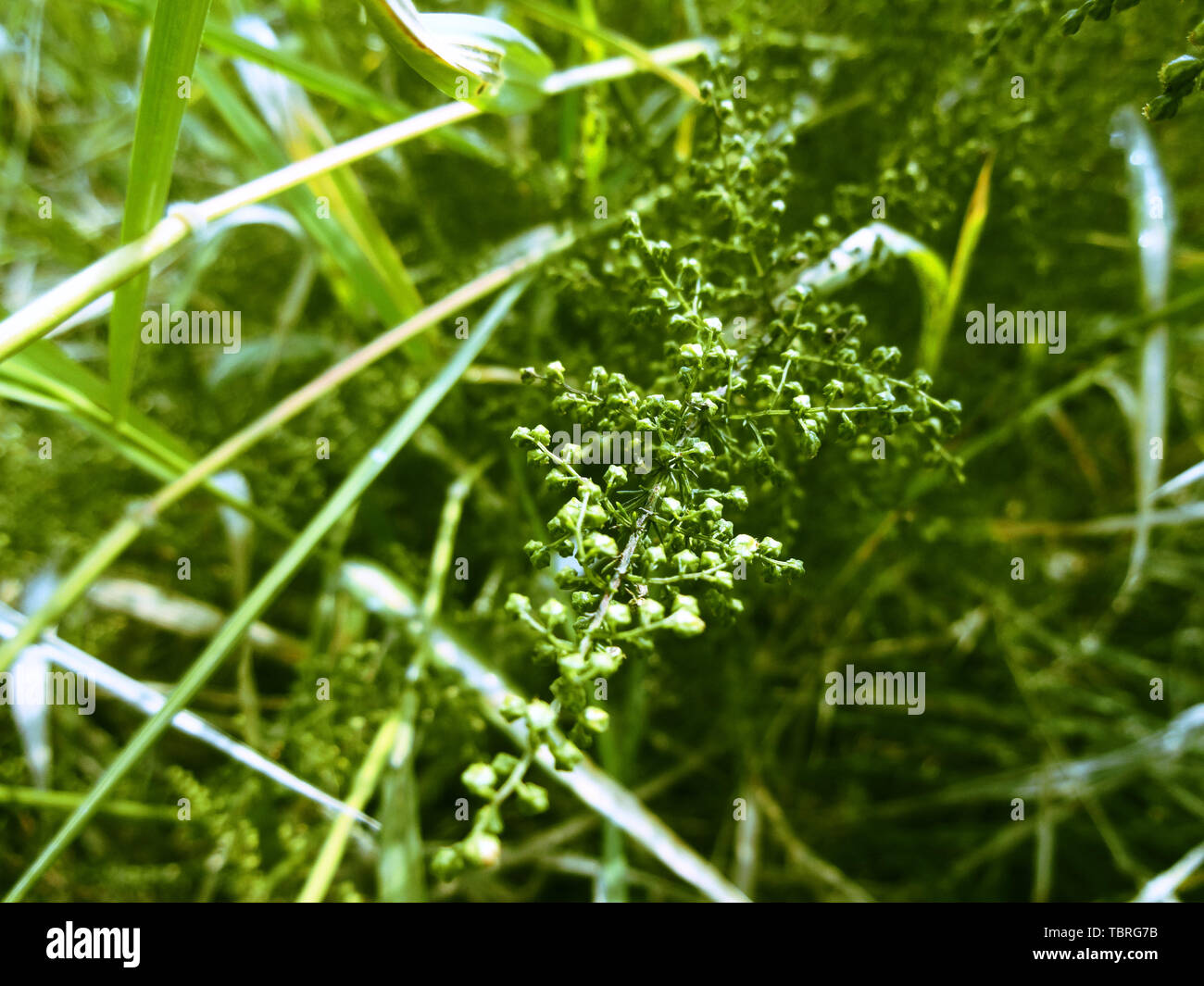 A fine grass Stock Photo - Alamy