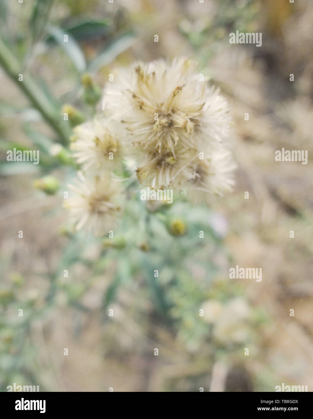 Furry seeds hi-res stock photography and images - Alamy