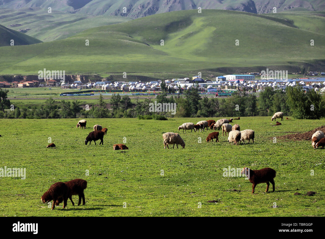 Scenery of Narati Prairie in Yili, Xinjiang Stock Photo - Alamy