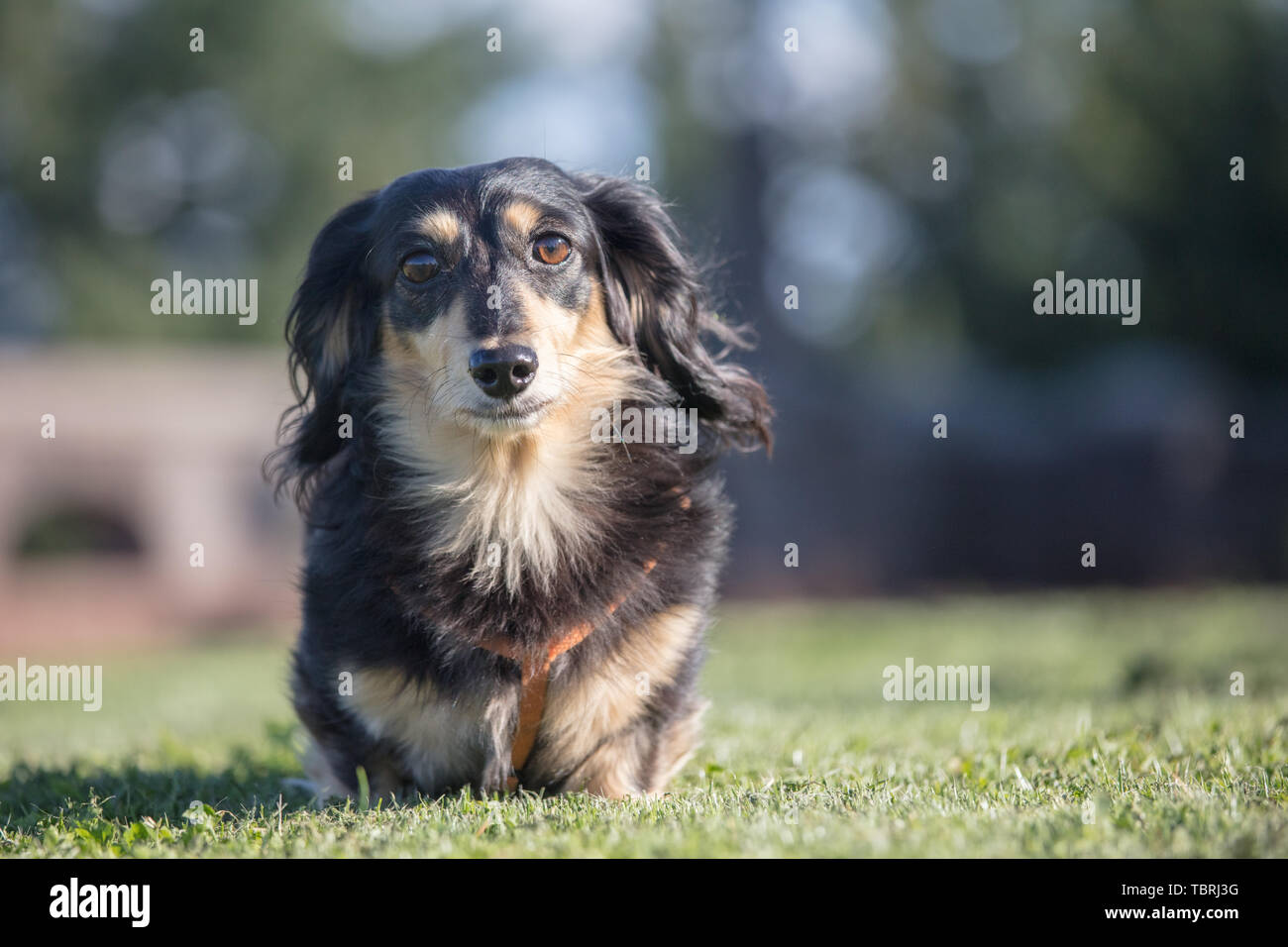 Dachshund Dachshund Dachshun Stock Photo - Alamy