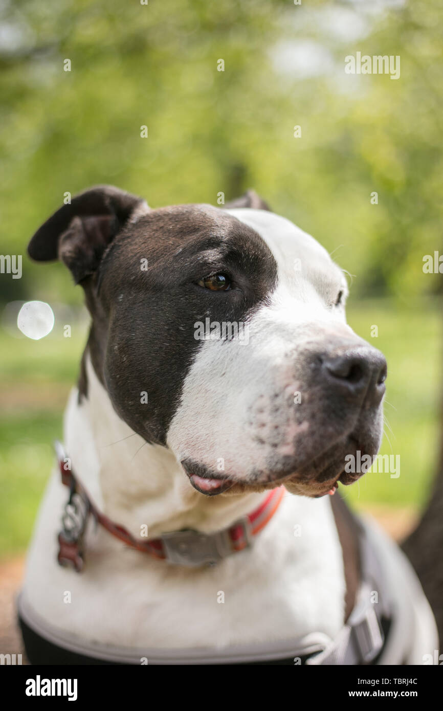 Bitbull hi-res stock photography and images - Alamy