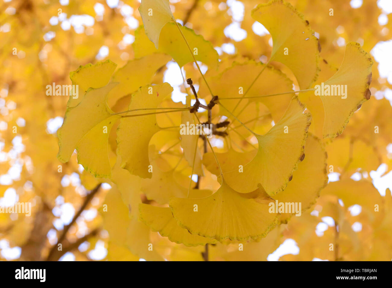 Ginkgo trees in the winter hi-res stock photography and images - Alamy