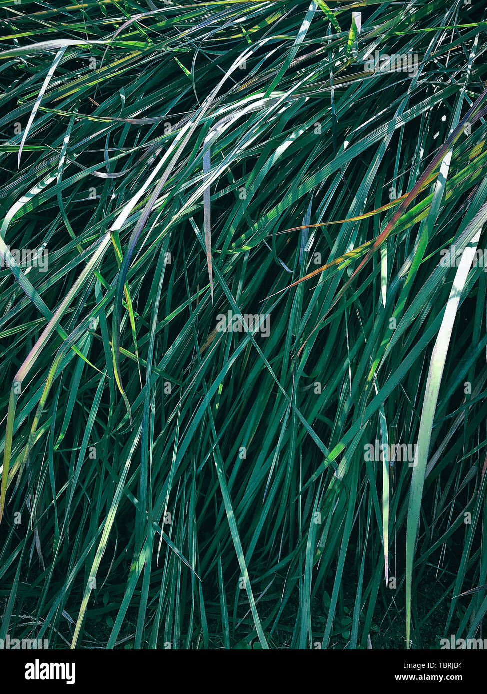 Autumn thatch texture Stock Photo - Alamy