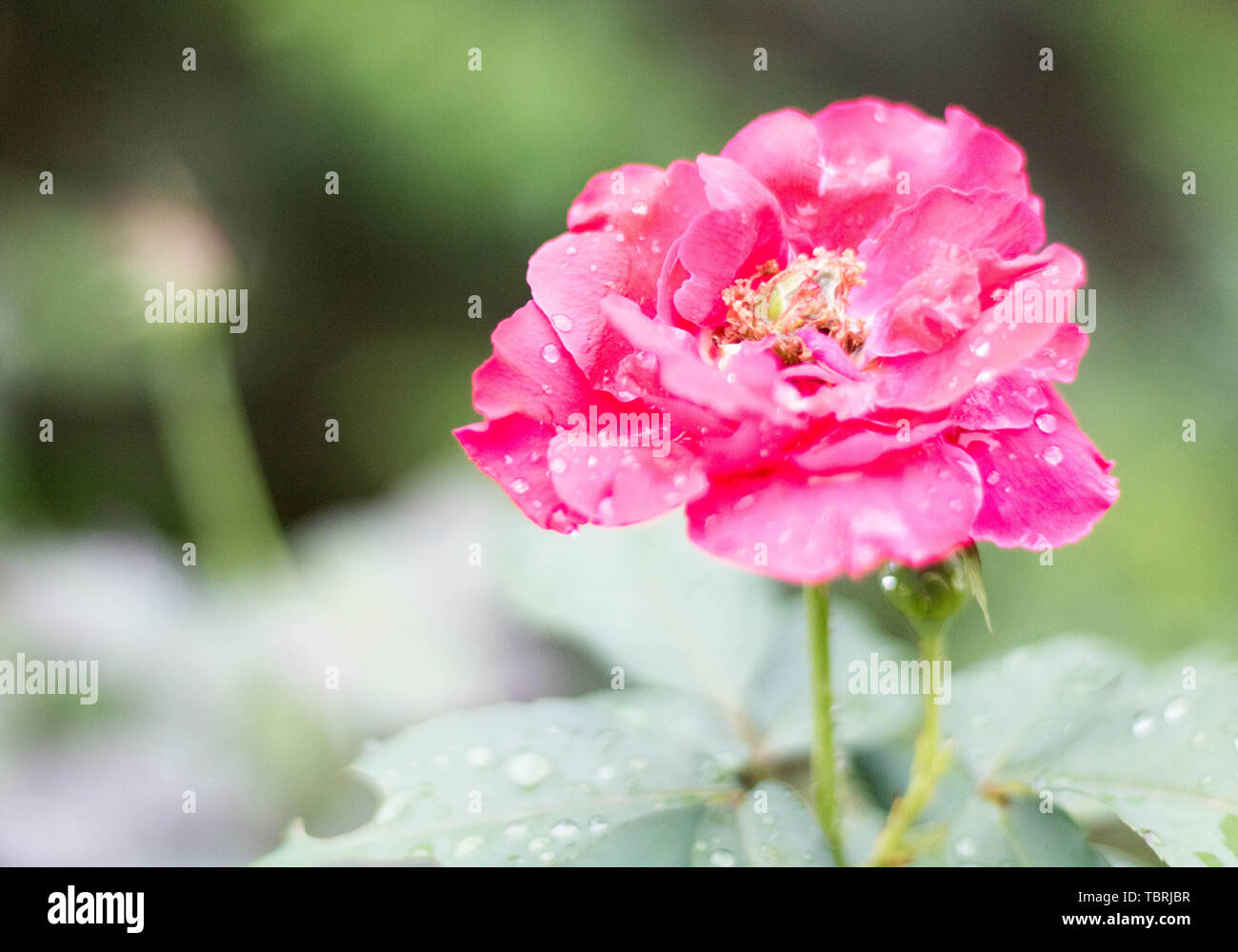 Zhao tuo park hi-res stock photography and images - Alamy