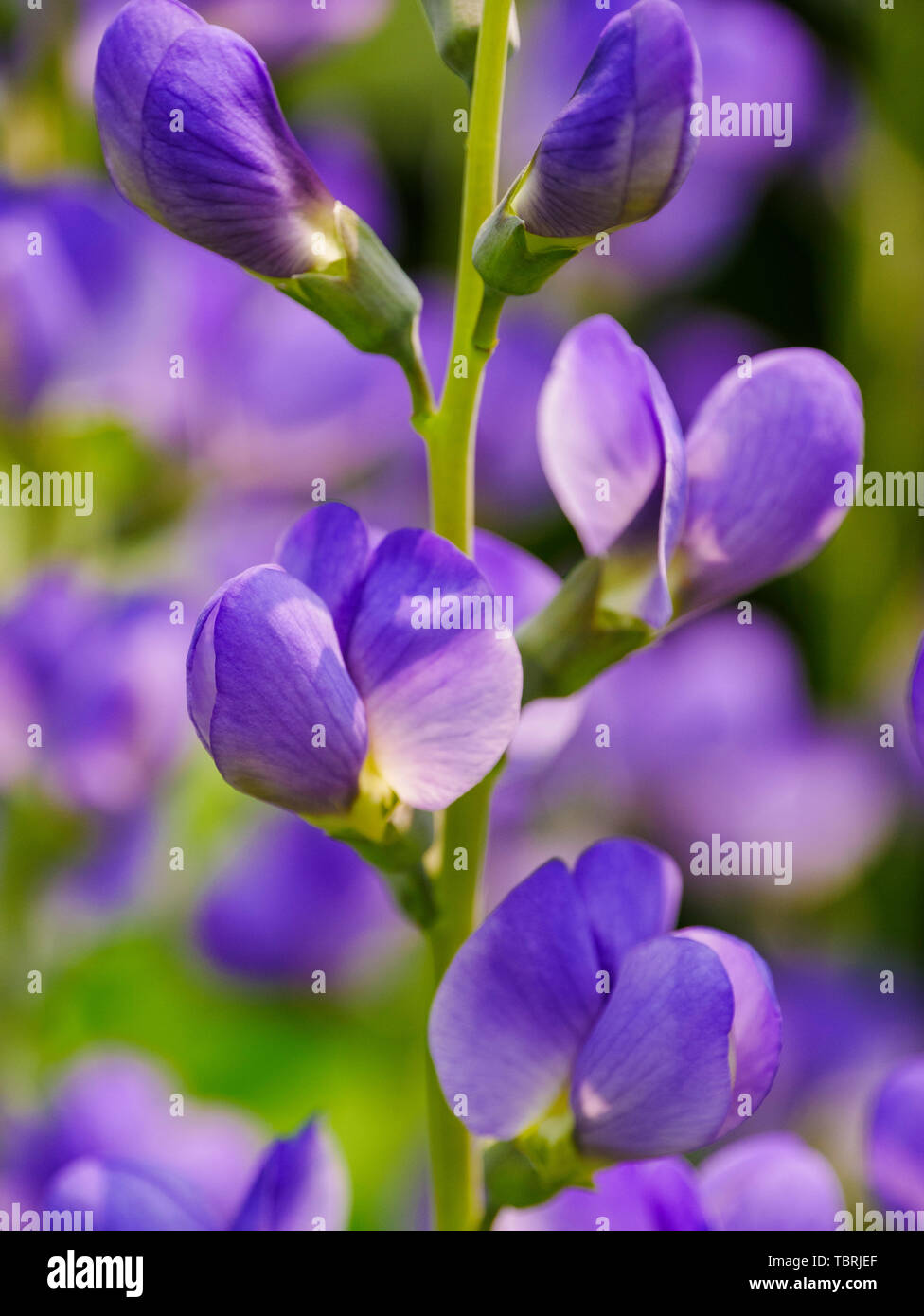 Blue wild indigo (Baptisia australis Stock Photo - Alamy