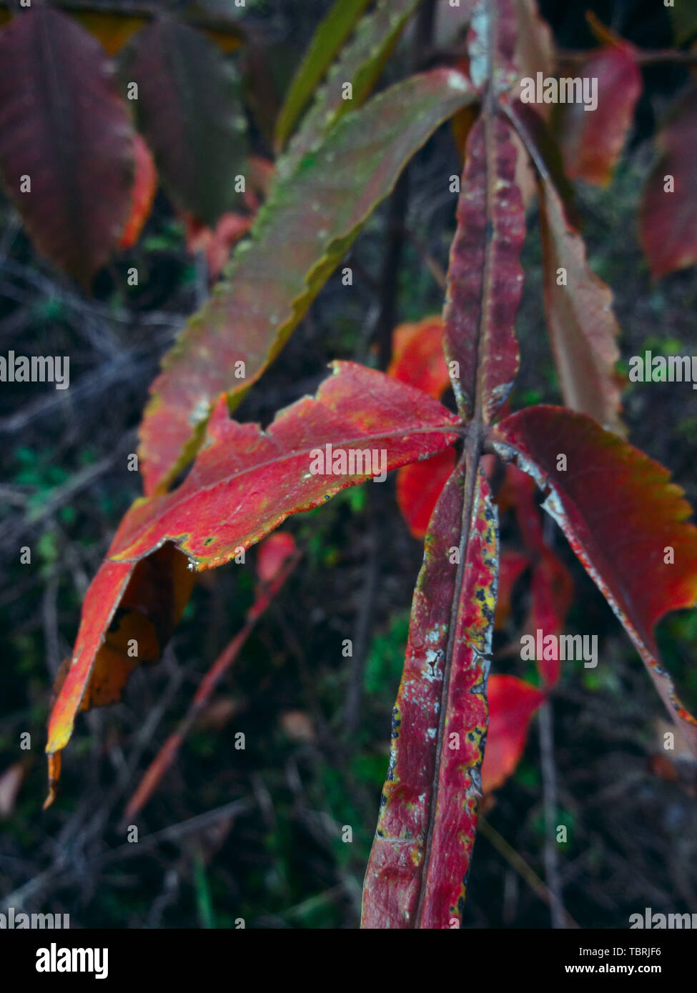 The leaves and fruits of the torch tree Stock Photo - Alamy