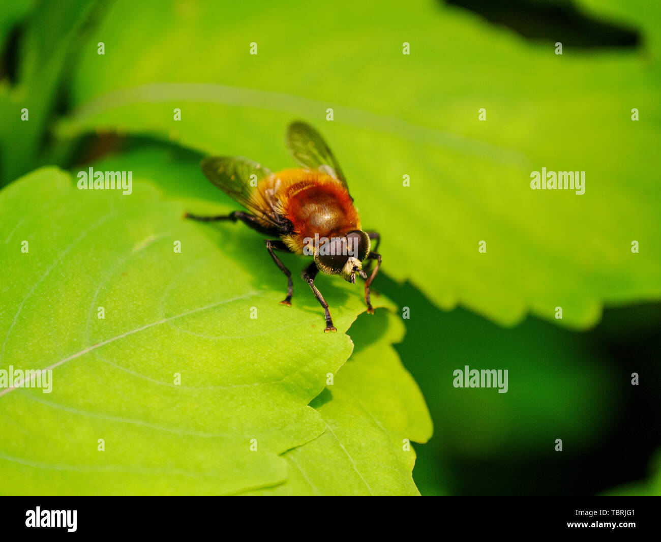 Narcissus bulb fly (Merodon equestris Stock Photo - Alamy