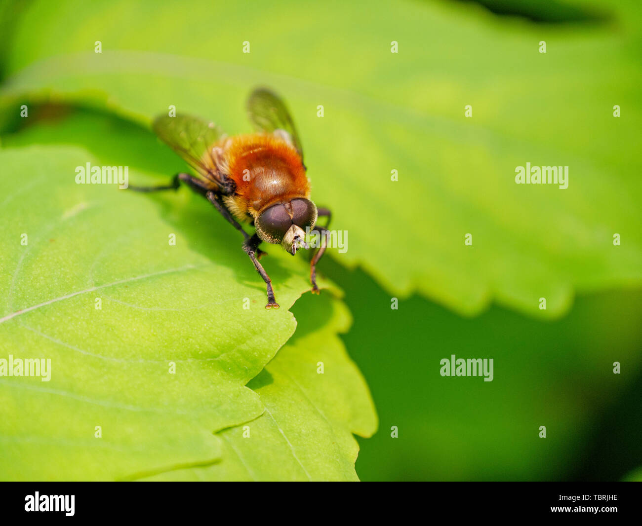 Narcissus bulb fly (Merodon equestris Stock Photo - Alamy