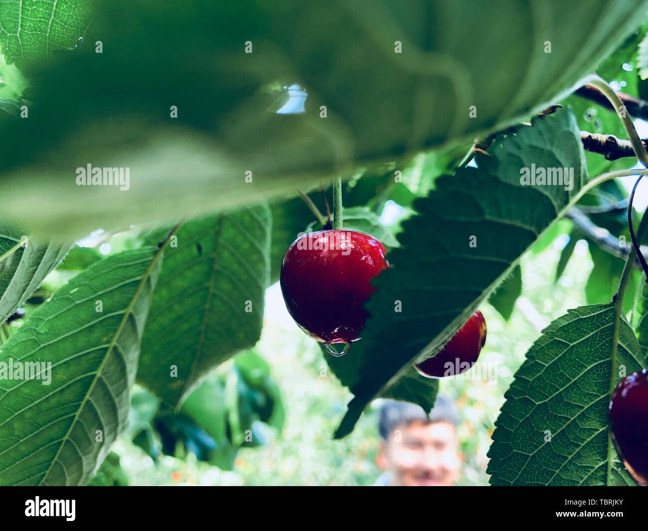 Farmer cherry picking Stock Photo - Alamy