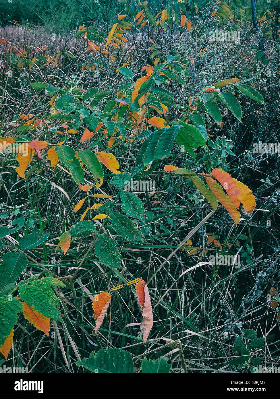 Torch tree hi-res stock photography and images - Alamy