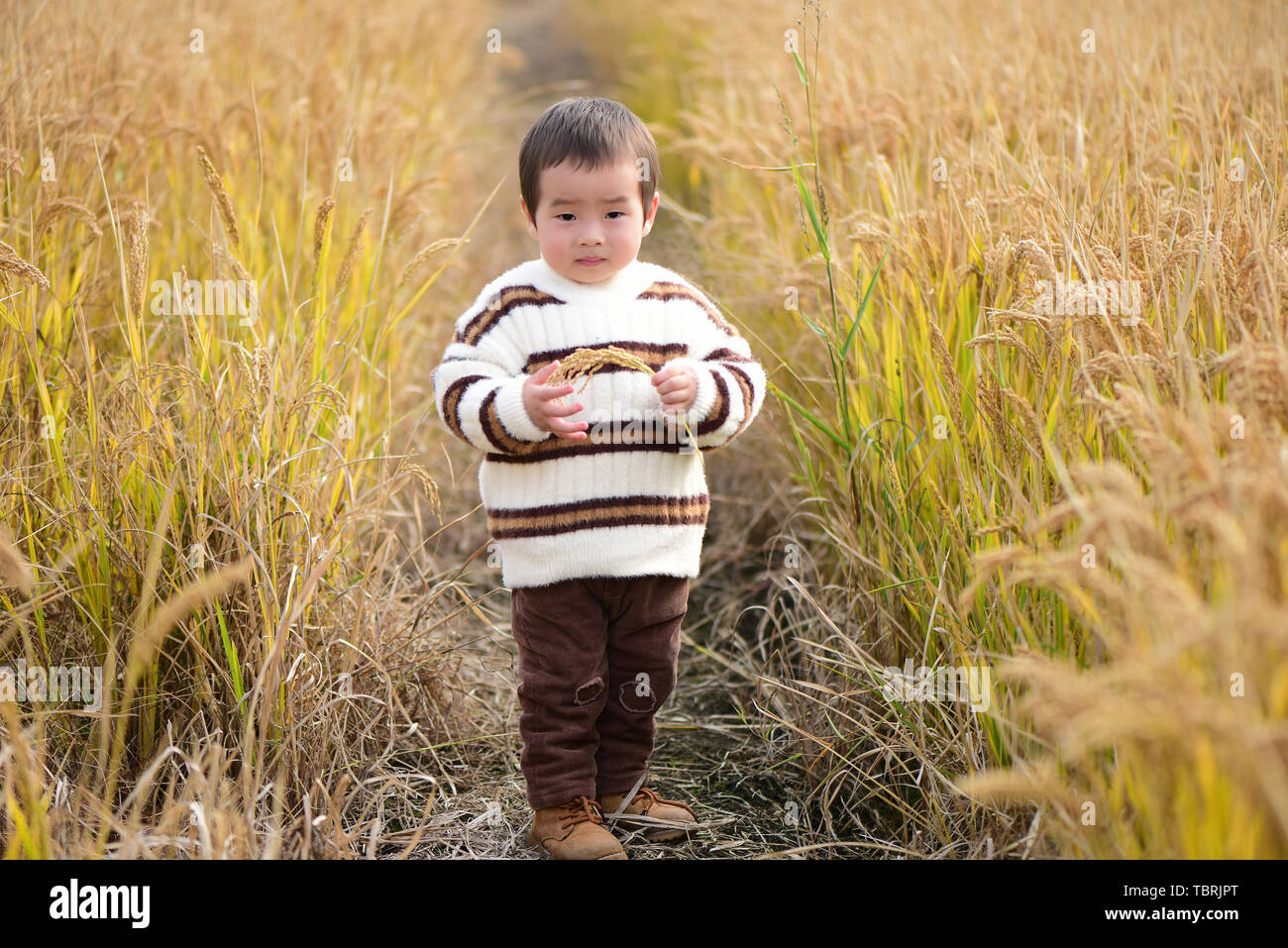 Happy little boy in the rice field Stock Photo - Alamy