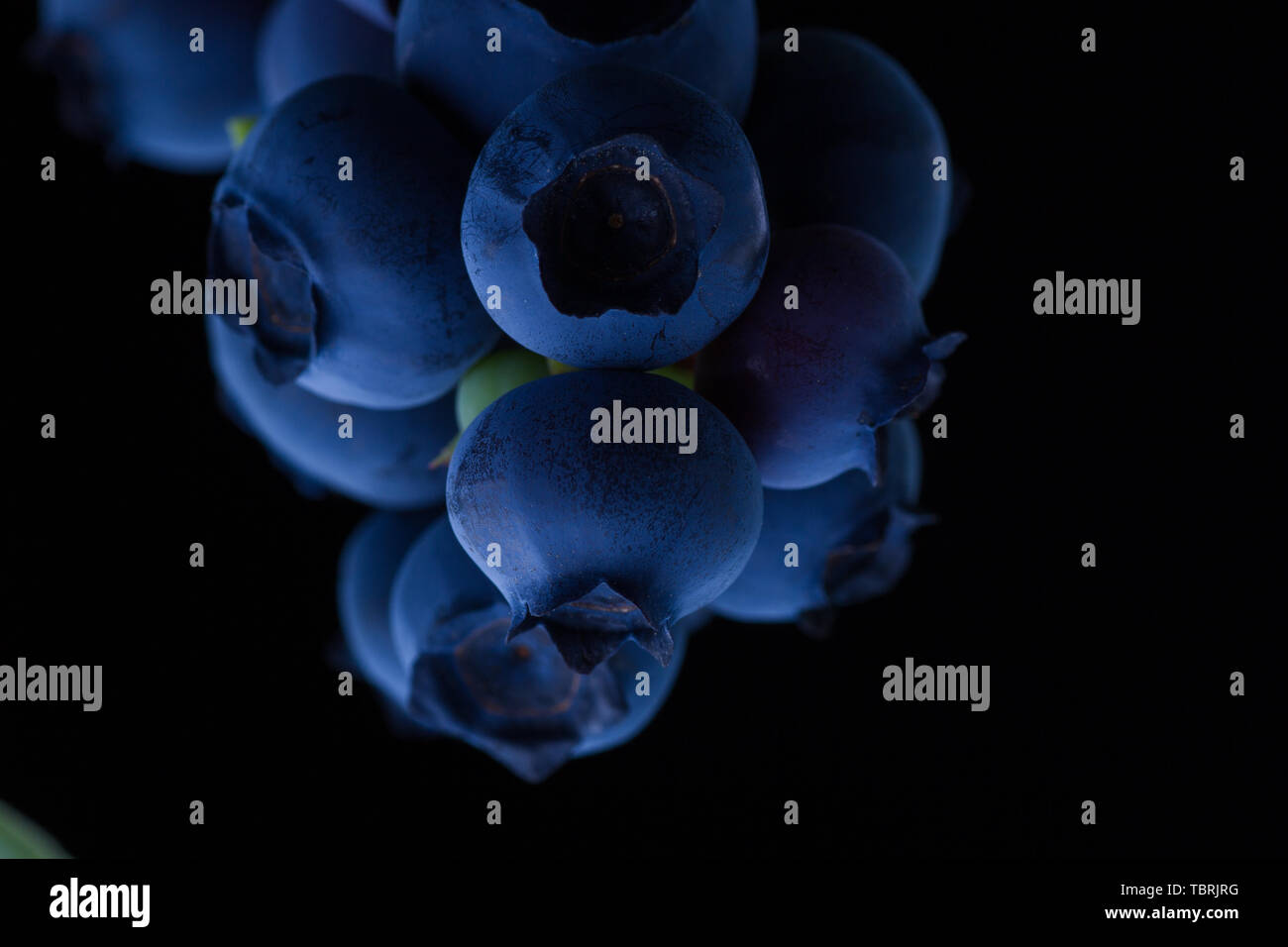 All stages of blueberry flowers and fruit Stock Photo - Alamy
