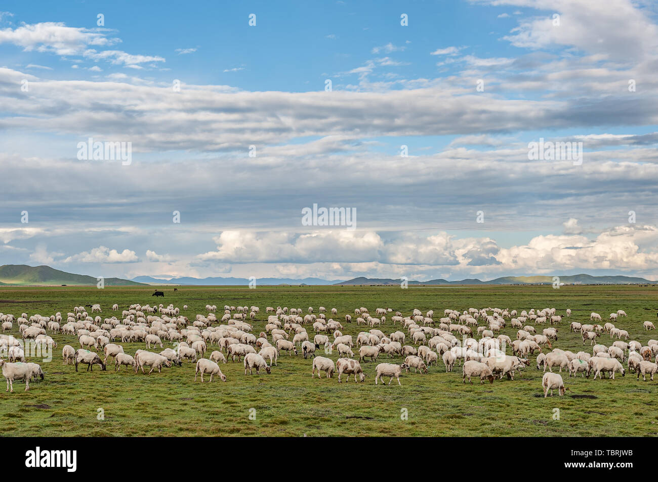 Herding sheep under hi-res stock photography and images - Alamy