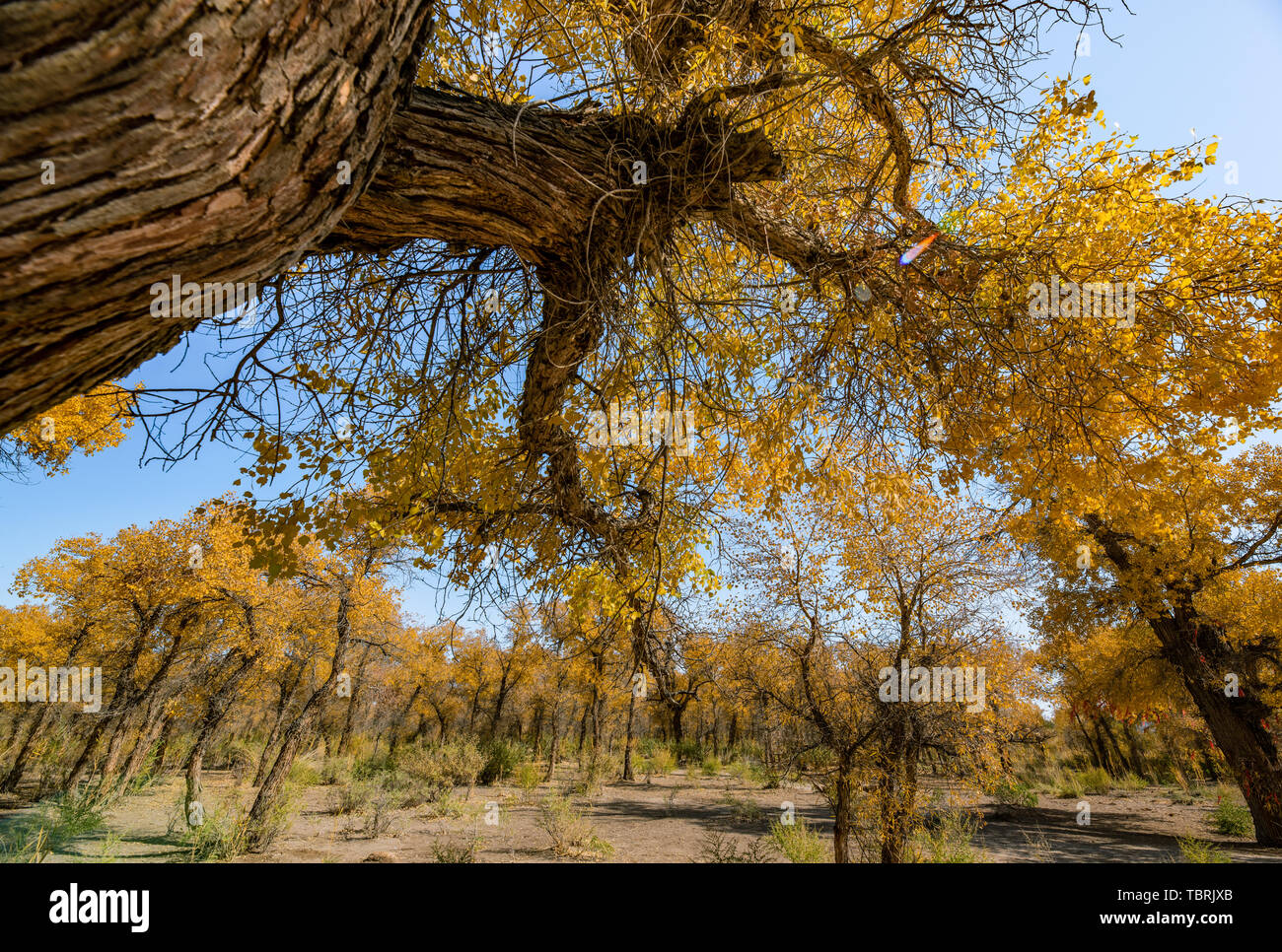 Drought Hu Yang Lin Stock Photo - Alamy