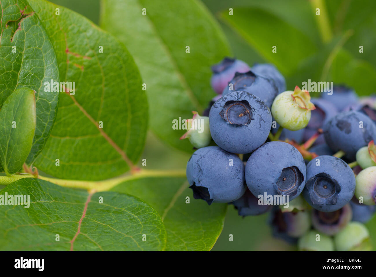 Planting blueberry plants hi-res stock photography and images - Alamy