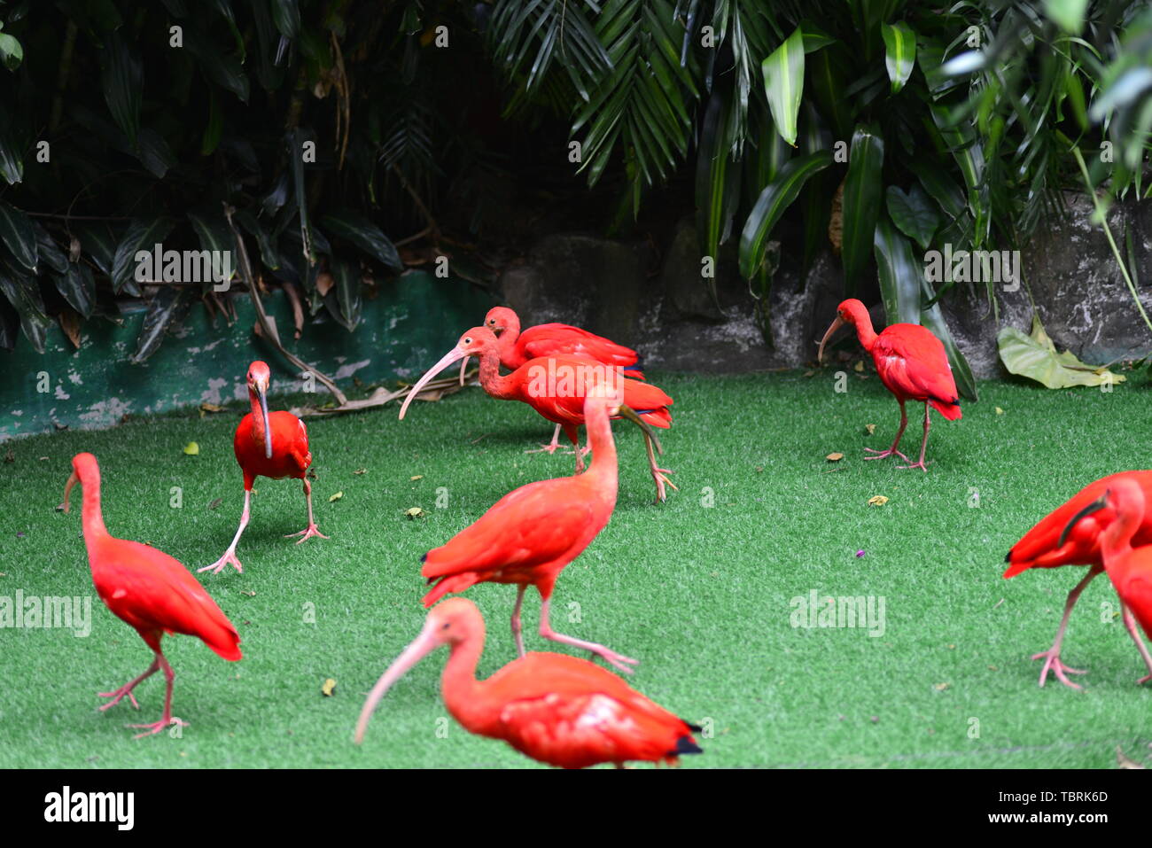 Safari animals HD giant panda Stock Photo - Alamy