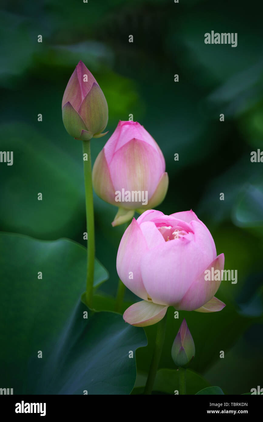 Aquatic plants in foreign countries hi-res stock photography and images ...