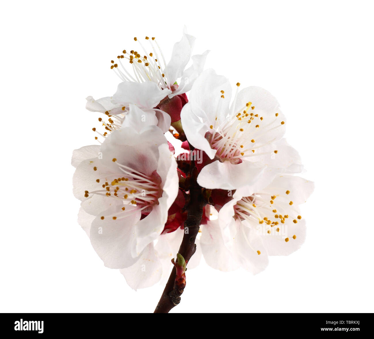 Beautiful flowers of fruit tree on white background Stock Photo - Alamy