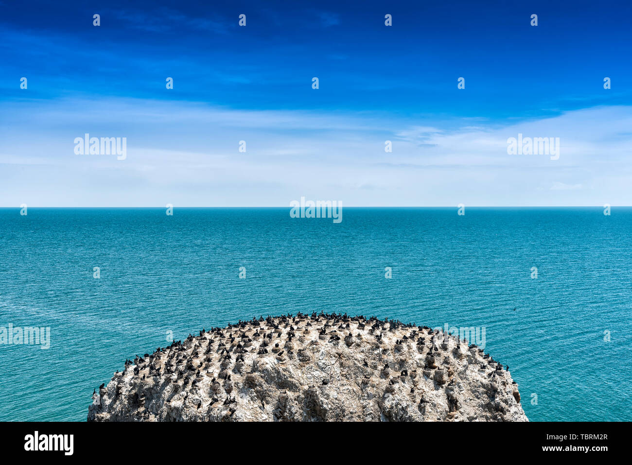 Qinghai lake bird island hi-res stock photography and images - Alamy