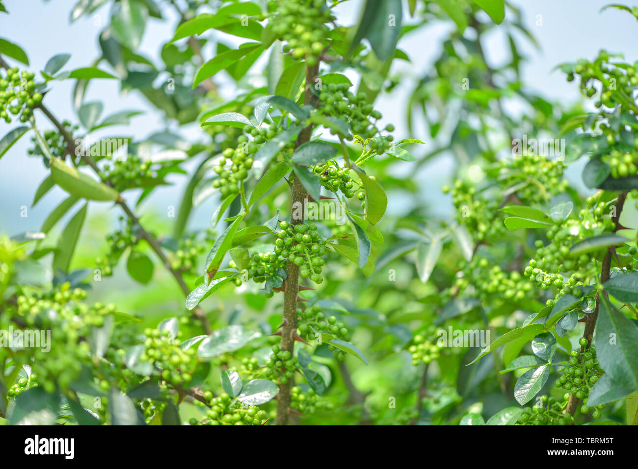 Pepper rattan pepper branch close-up HD large picture Stock Photo - Alamy