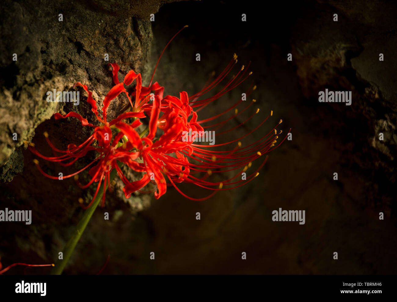 The red other side flower, also known as Manzhu Shahua, was filmed in ...