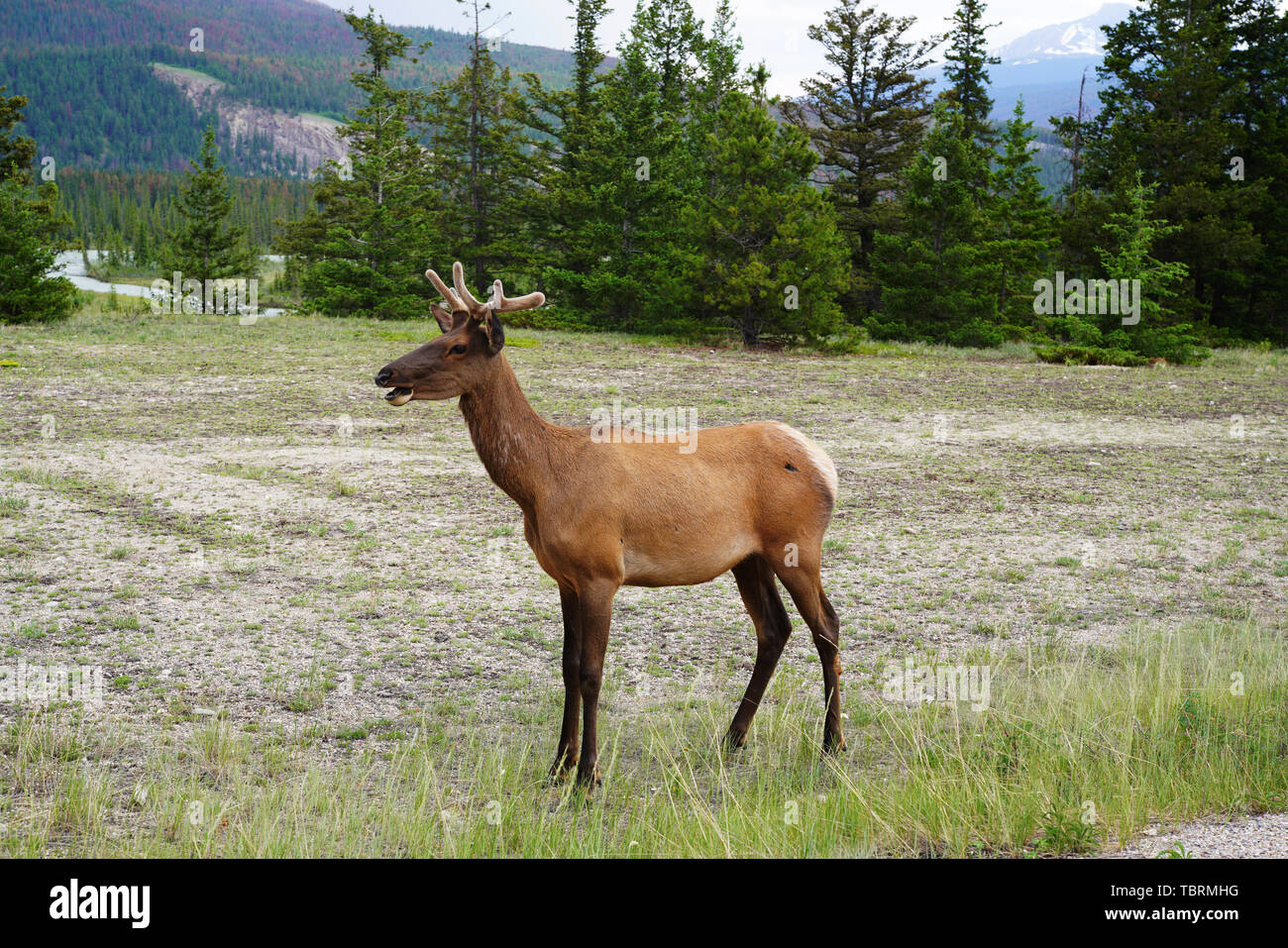 Animals, bighorn sheep, fawn, goats and black bears filmed in Jasper ...