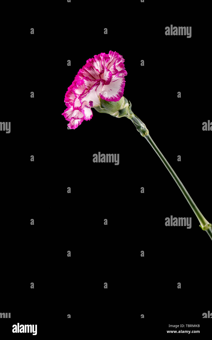 Carnation Leaves High Resolution Stock Photography and Images - Alamy