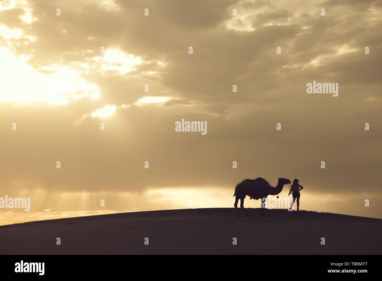 Camel in the desert with camel riders Stock Photo - Alamy