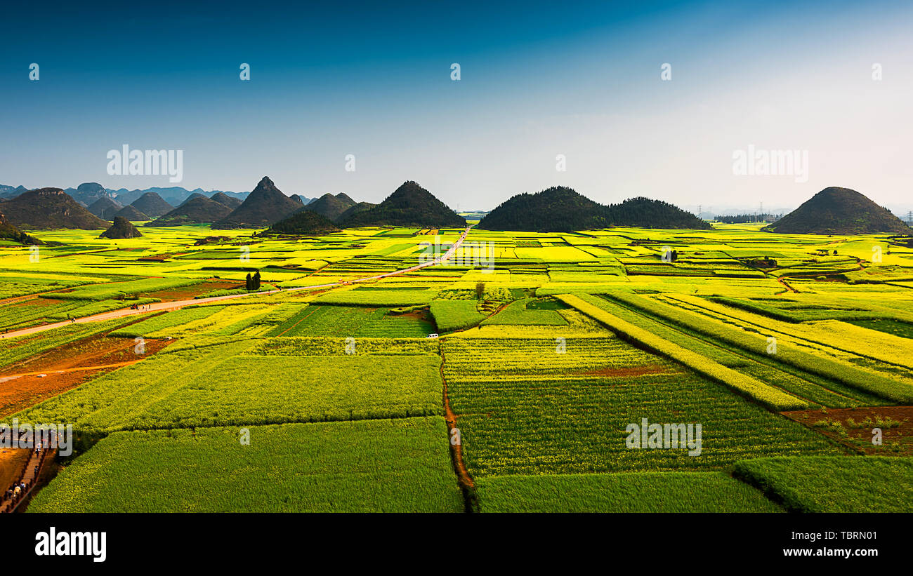 Golden Chicken Peak Bush Stock Photo - Alamy