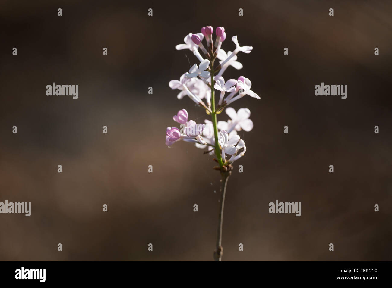 A group of spring flowers Stock Photo - Alamy