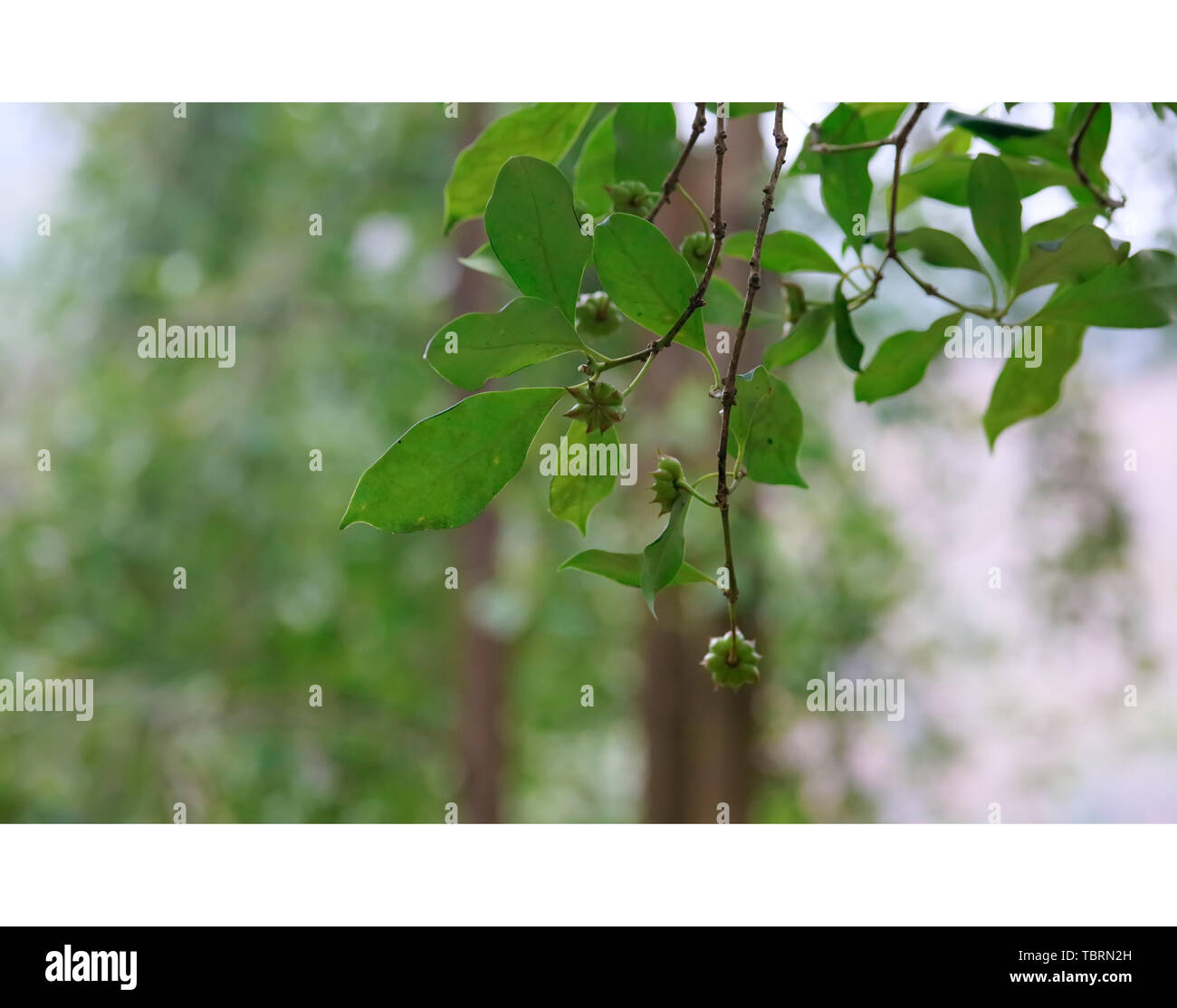 Octagon spice hi-res stock photography and images - Alamy