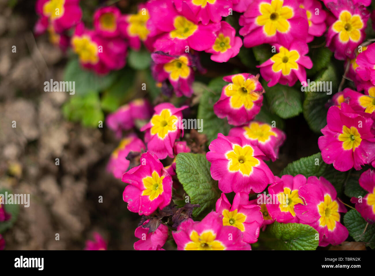 Violets primrose hi-res stock photography and images - Alamy