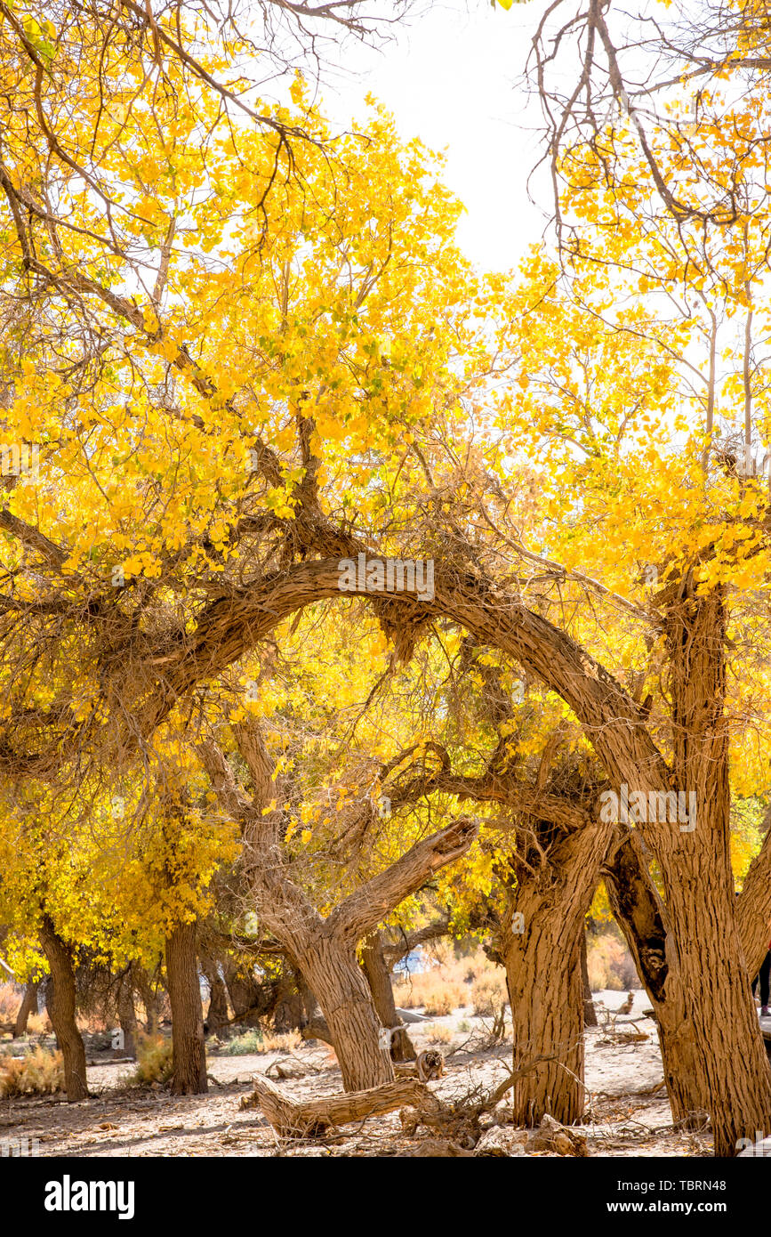 Hu Yang Lin, Ejina flag of Alashan League, Inner Mongolia Stock Photo ...