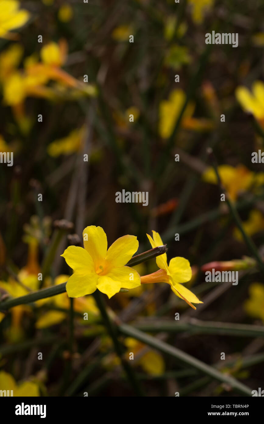 Equinox flower hi-res stock photography and images - Alamy