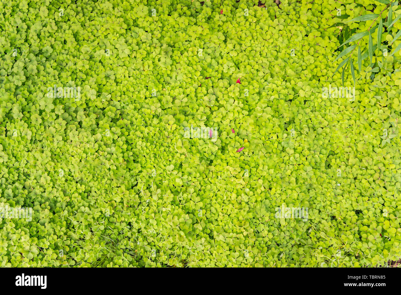 A four-leaf grass grass Stock Photo - Alamy