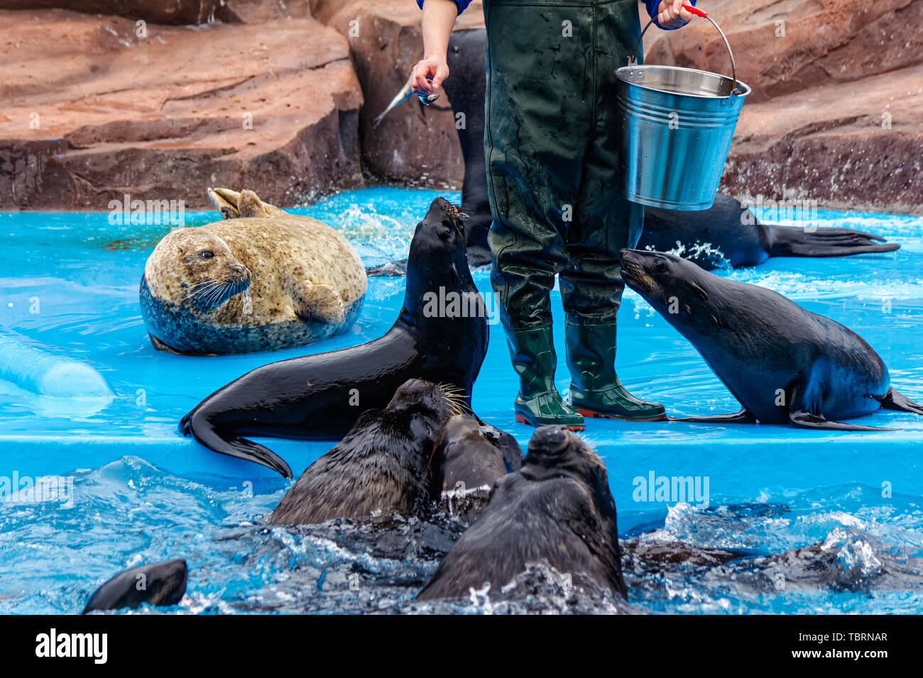 Seal in Haichang Ocean Park, Shanghai Stock Photo - Alamy
