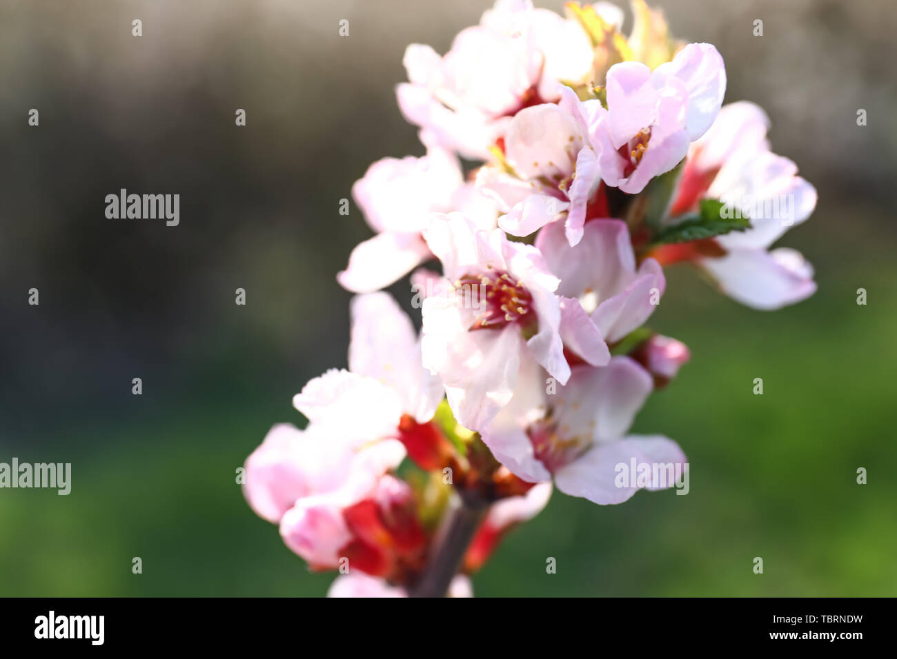 Beautiful blossoming tree branch outdoors Stock Photo - Alamy