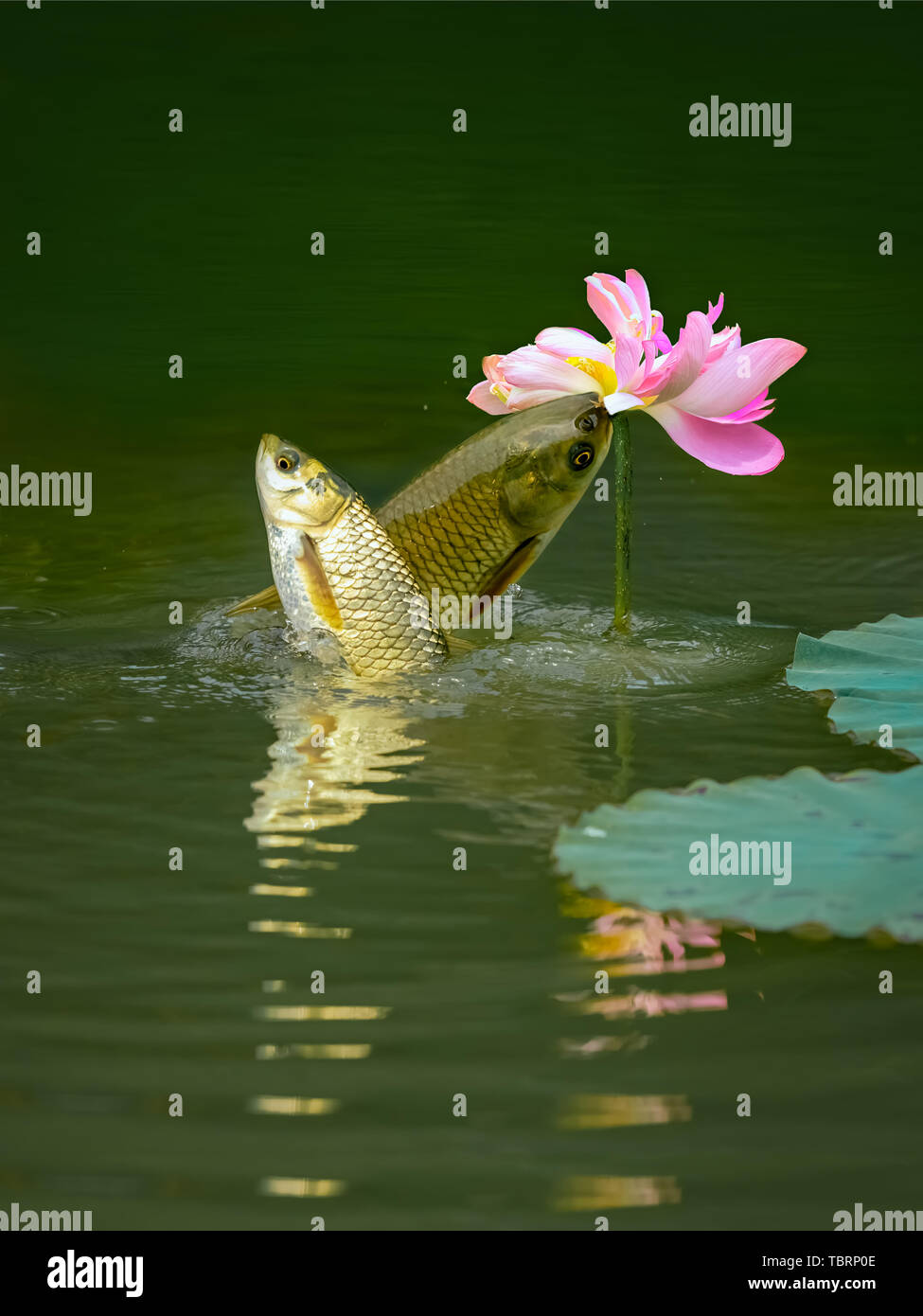 Flowers and fishers Stock Photo - Alamy