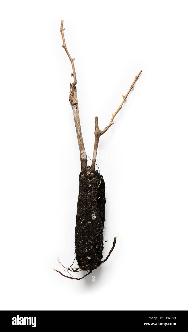 Tree seedling on white background Stock Photo - Alamy